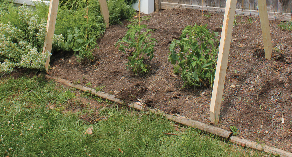 A Frame Tomato Trellis Plans 7 Ways To Support Or Train Tomatoes: